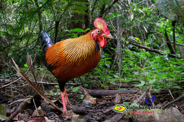 ORNITOLOGIA: Galo-banquiva (Gallus gallus)